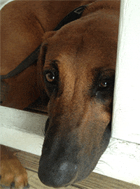 Support The Window Dog - TheWindowDog | Replacement Windows Reviews